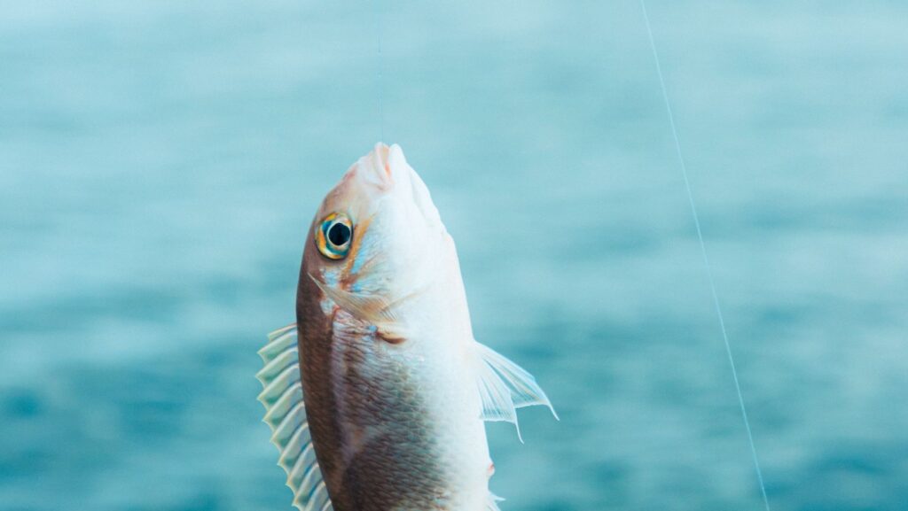 Ultimate Guide to Terraria Fishing: Gear, Quests & Rare Catches ...