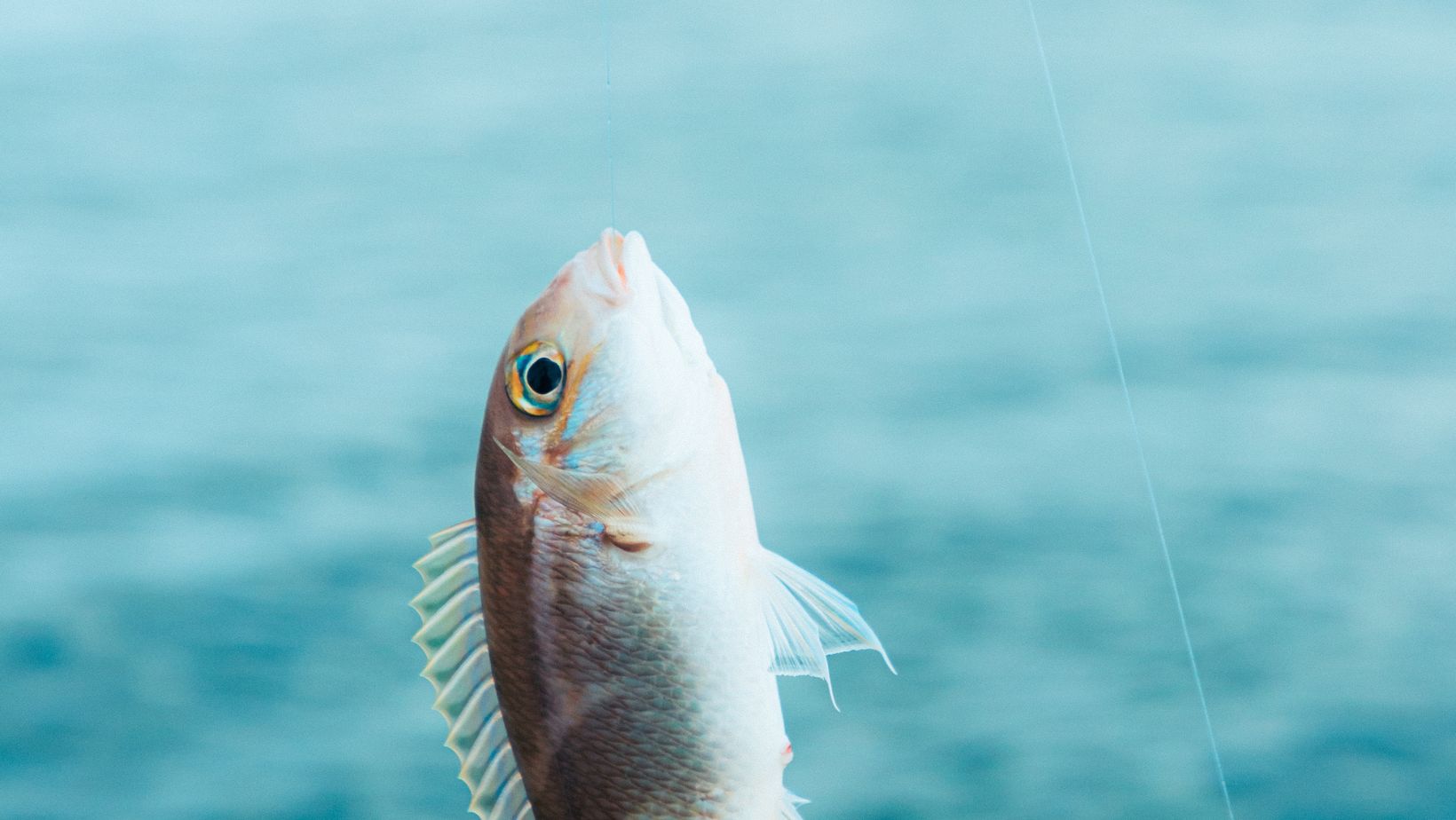 Ultimate Guide to Terraria Fishing: Gear, Quests & Rare Catches ...